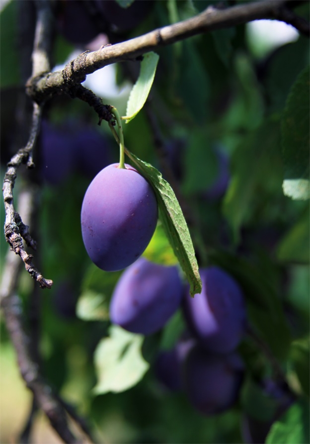 Plum Dumplings – Step by Step » Little Vienna